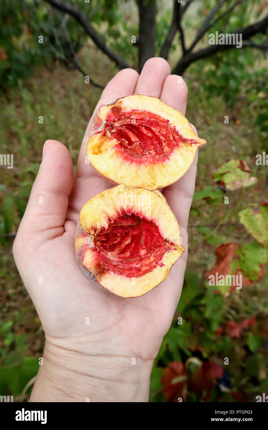 hand stretch out holding ripe peach fruit cut in half without bone in ...