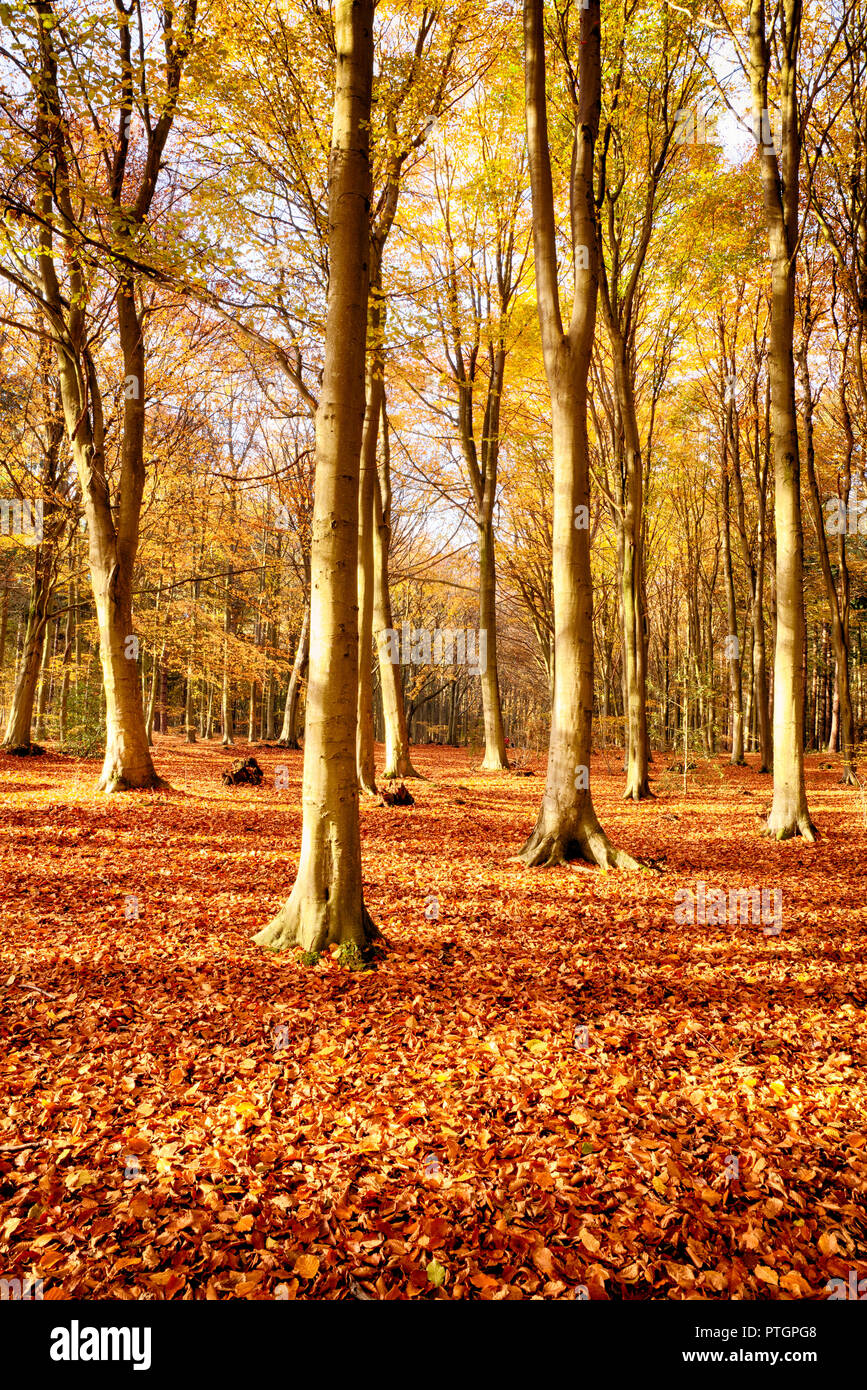 Woodland trees in fall in amazing colour of orange and red fall leaves ...