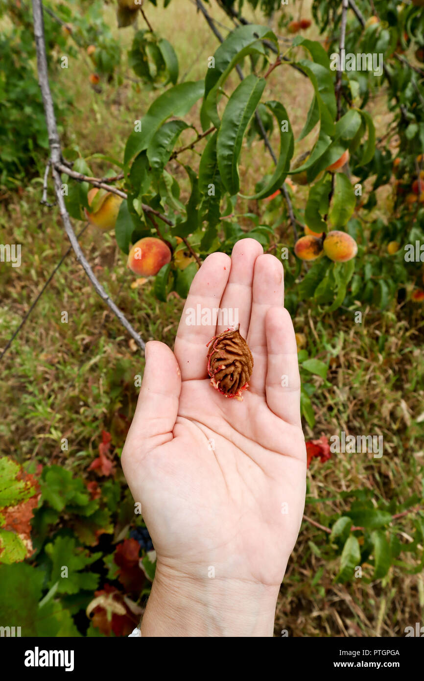 Peach bone hi-res stock photography and images - Alamy