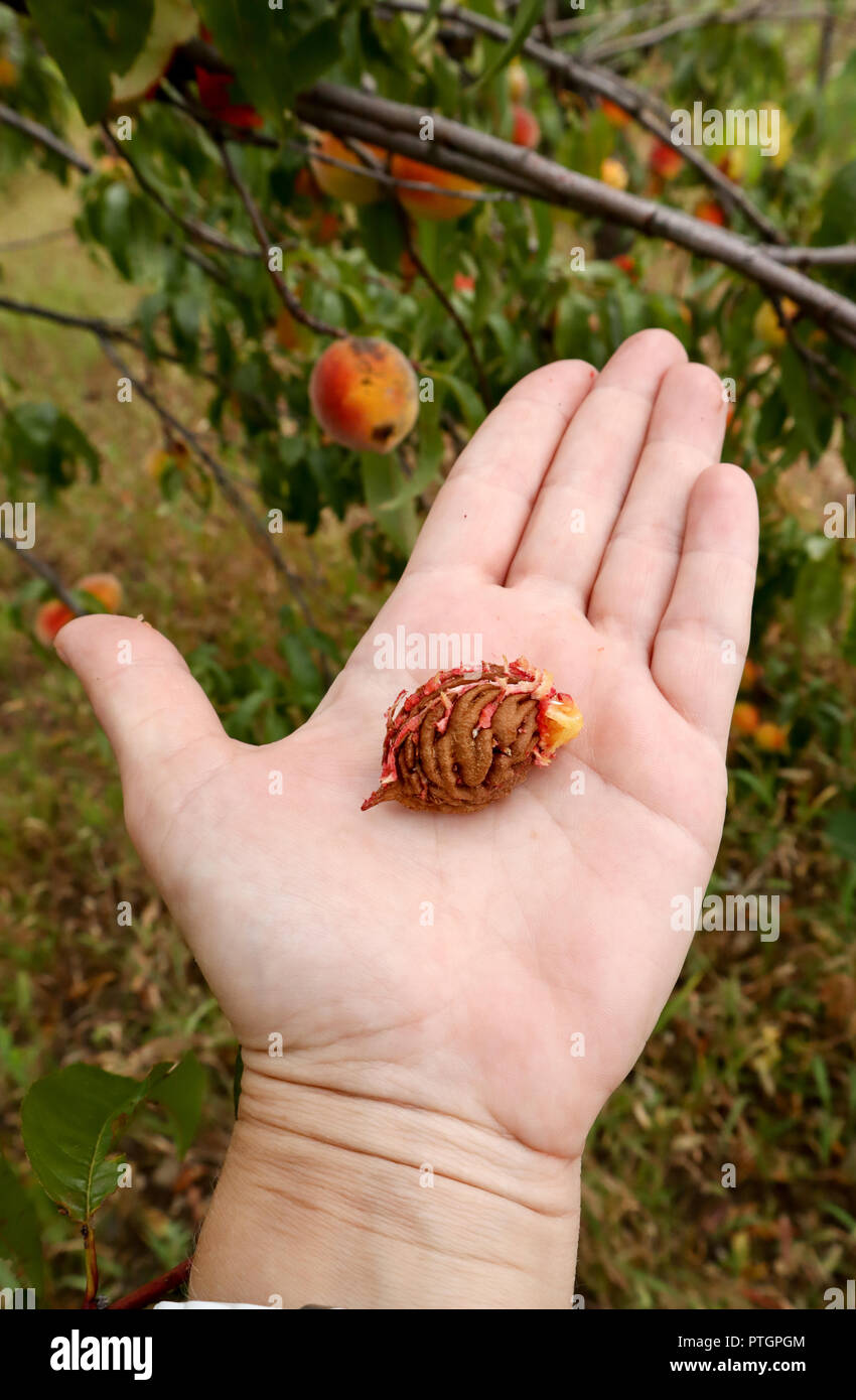 hand stretch out holding peach bone in front of peach tree in organic ...