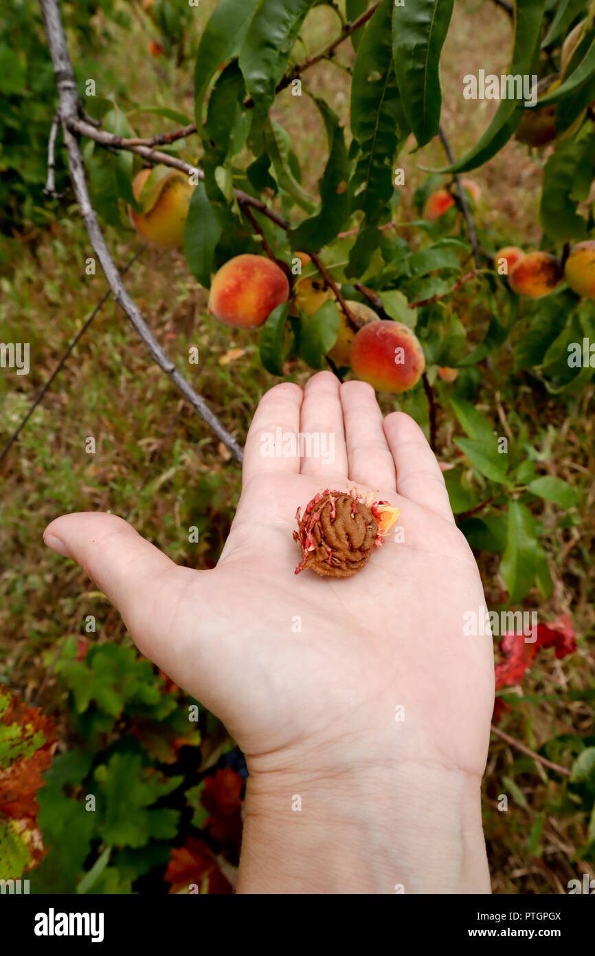 hand stretch out holding peach bone in front of peach tree in organic ...