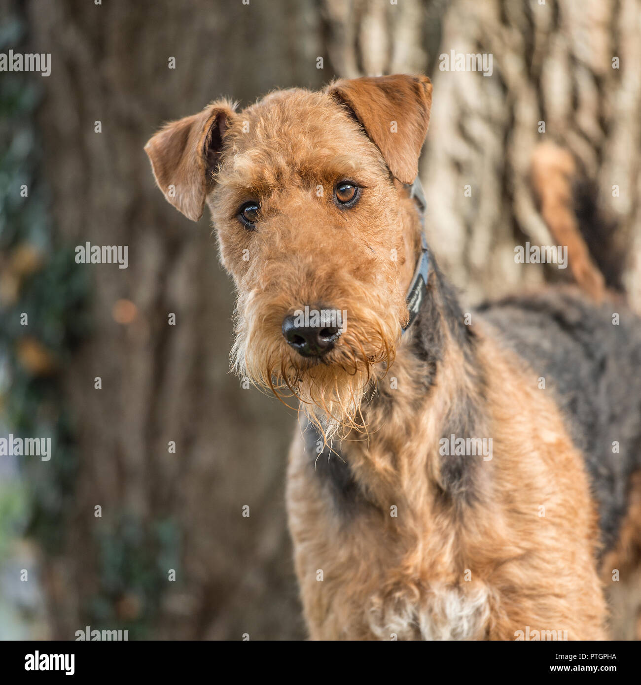 Airedale In Profile High Resolution Stock Photography and Images - Alamy