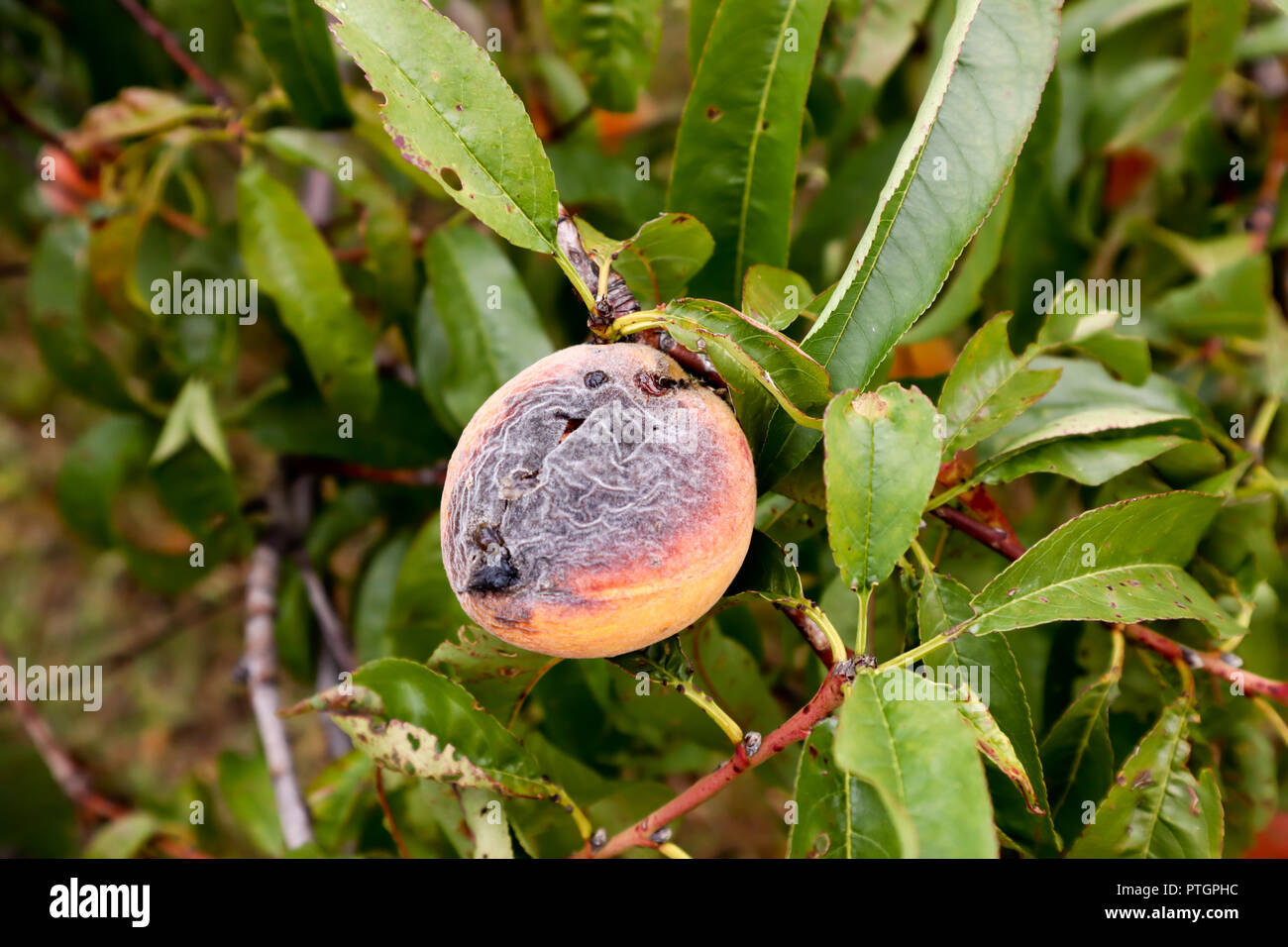 rotten peach hanging on a branch in organic orchard Stock Photo - Alamy