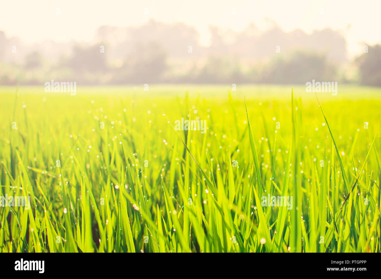 Close up of yellow green rice field. Texture of growing rice, floral ...