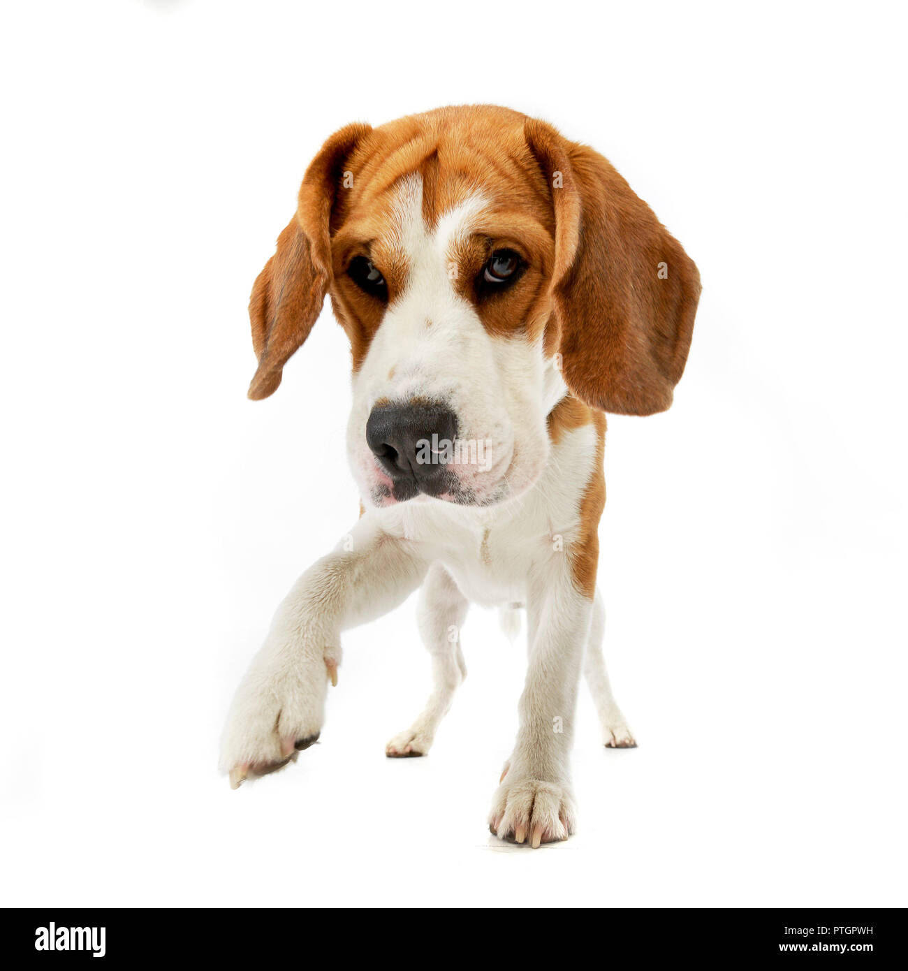 Studio shot of an adorable Beagle standing on white background Stock ...