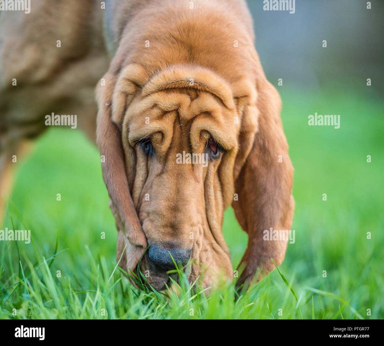Bloodhound tracker hi-res stock photography and images - Alamy