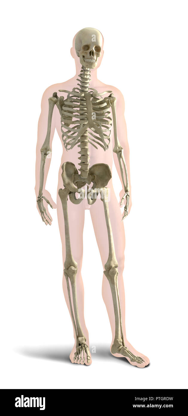 Digital illustration of human body anatomy Stock Photo - Alamy