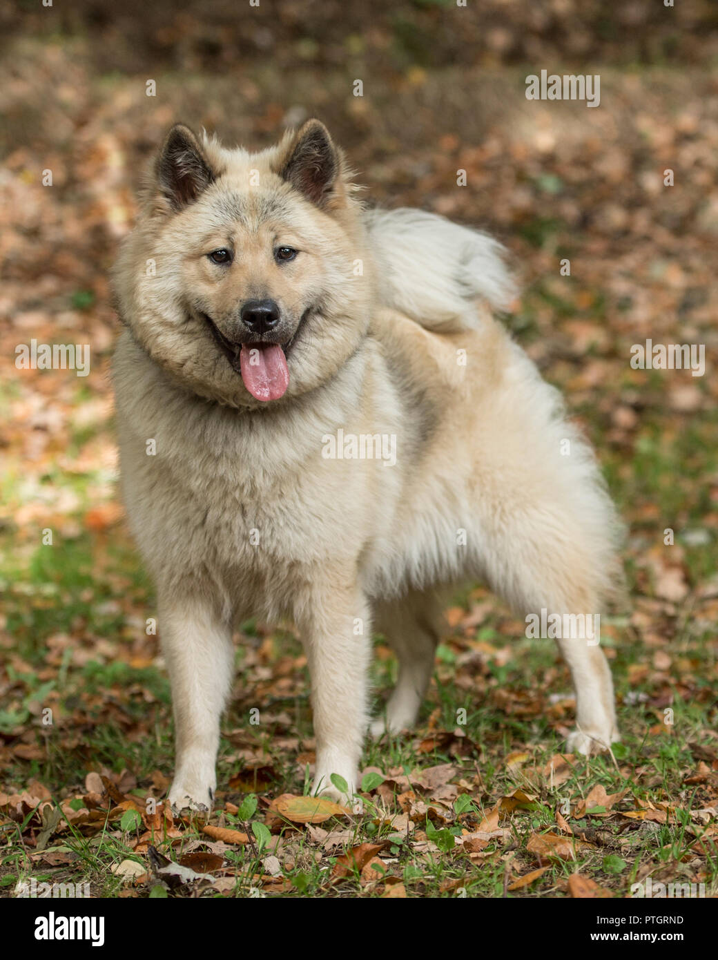 German spitz dog hi-res stock photography and images - Alamy