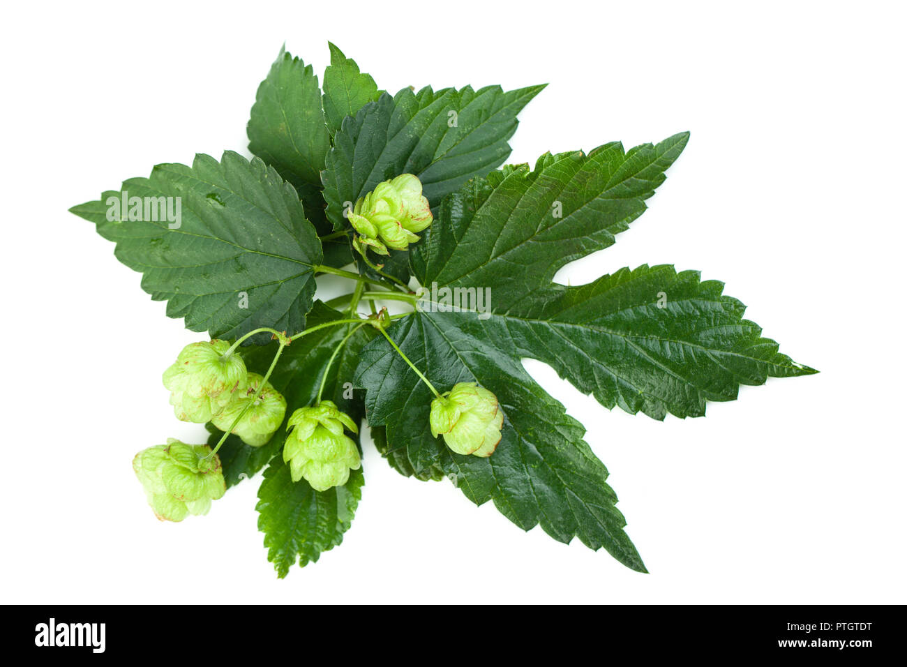 Beer hop on white background, top view Stock Photo - Alamy