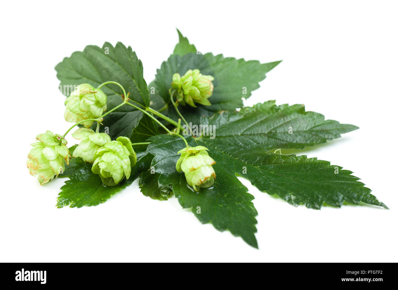 Beer hops on white background Stock Photo - Alamy
