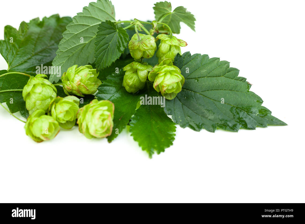 Hops with leaves on white background Stock Photo - Alamy