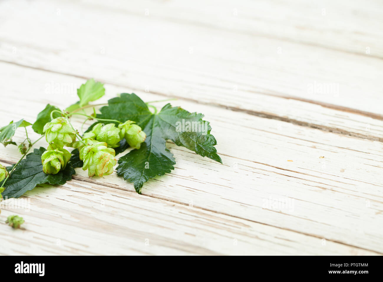Hop plant on white wooden background with copy space Stock Photo - Alamy