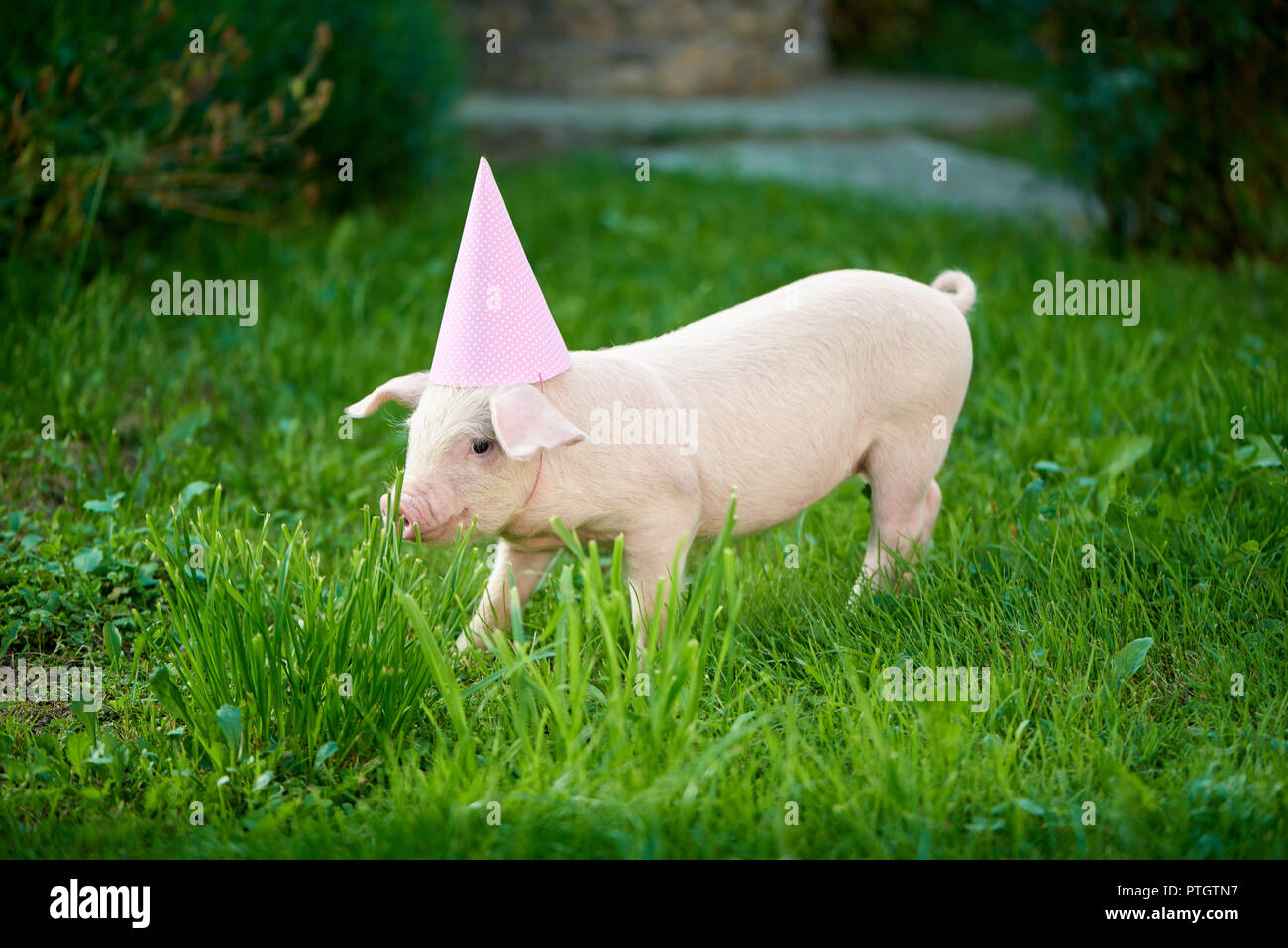 Close up of cute little pink piggy standing in garden among green grass ...