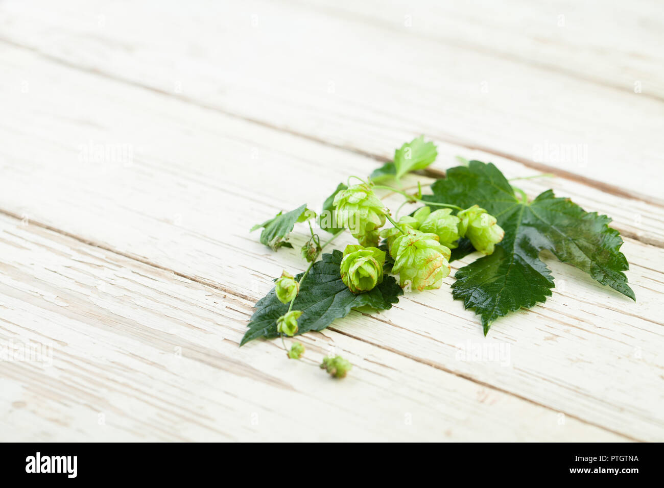 Green beer hop leaves and cones on white wooden background Stock Photo ...