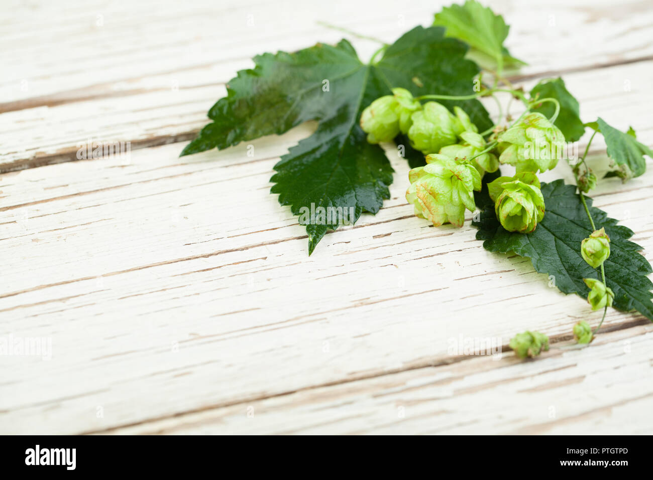 Plant ingredient beer hi-res stock photography and images - Alamy