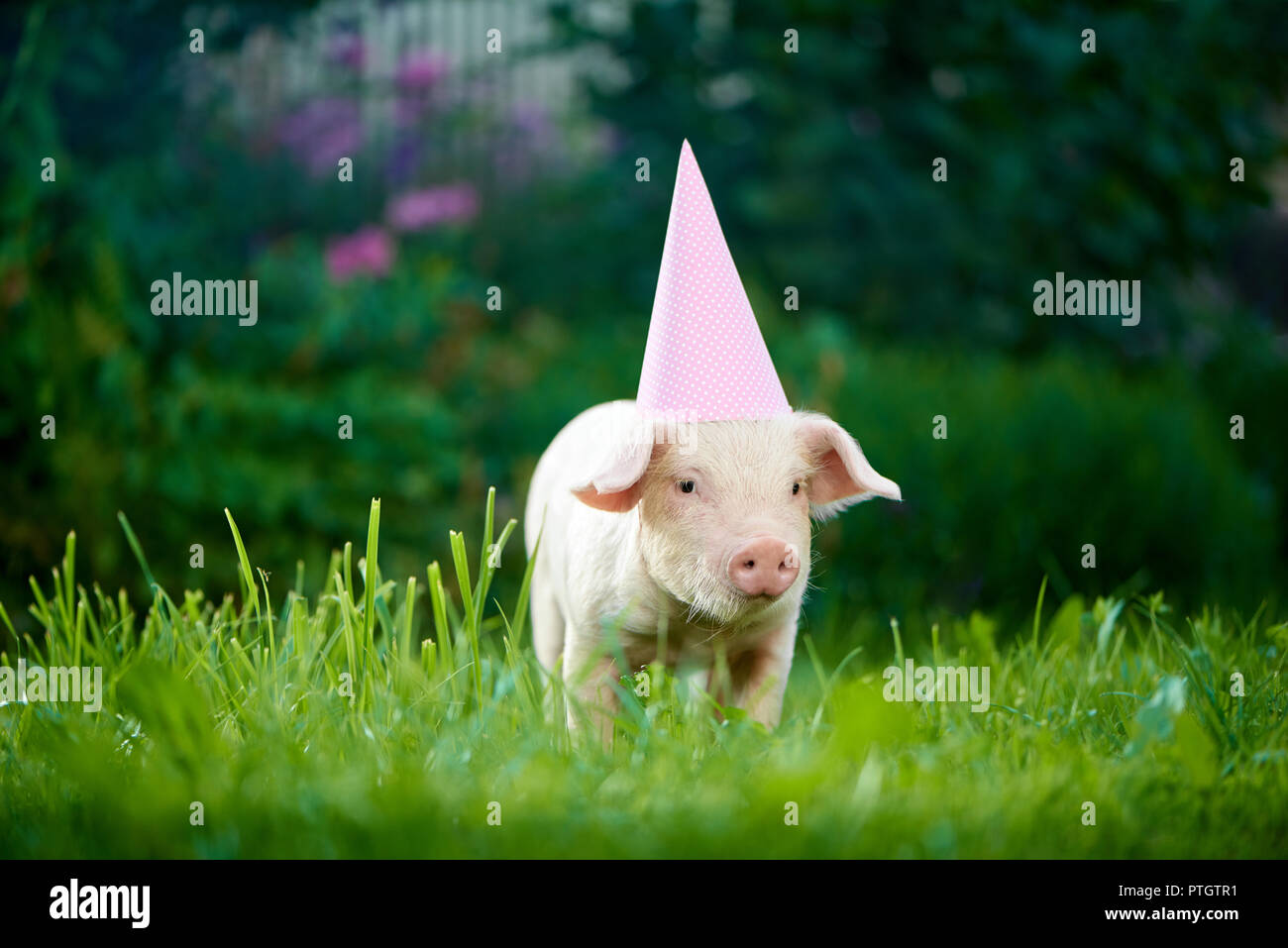 Close up of cute little pink piggy standing in garden among green grass ...