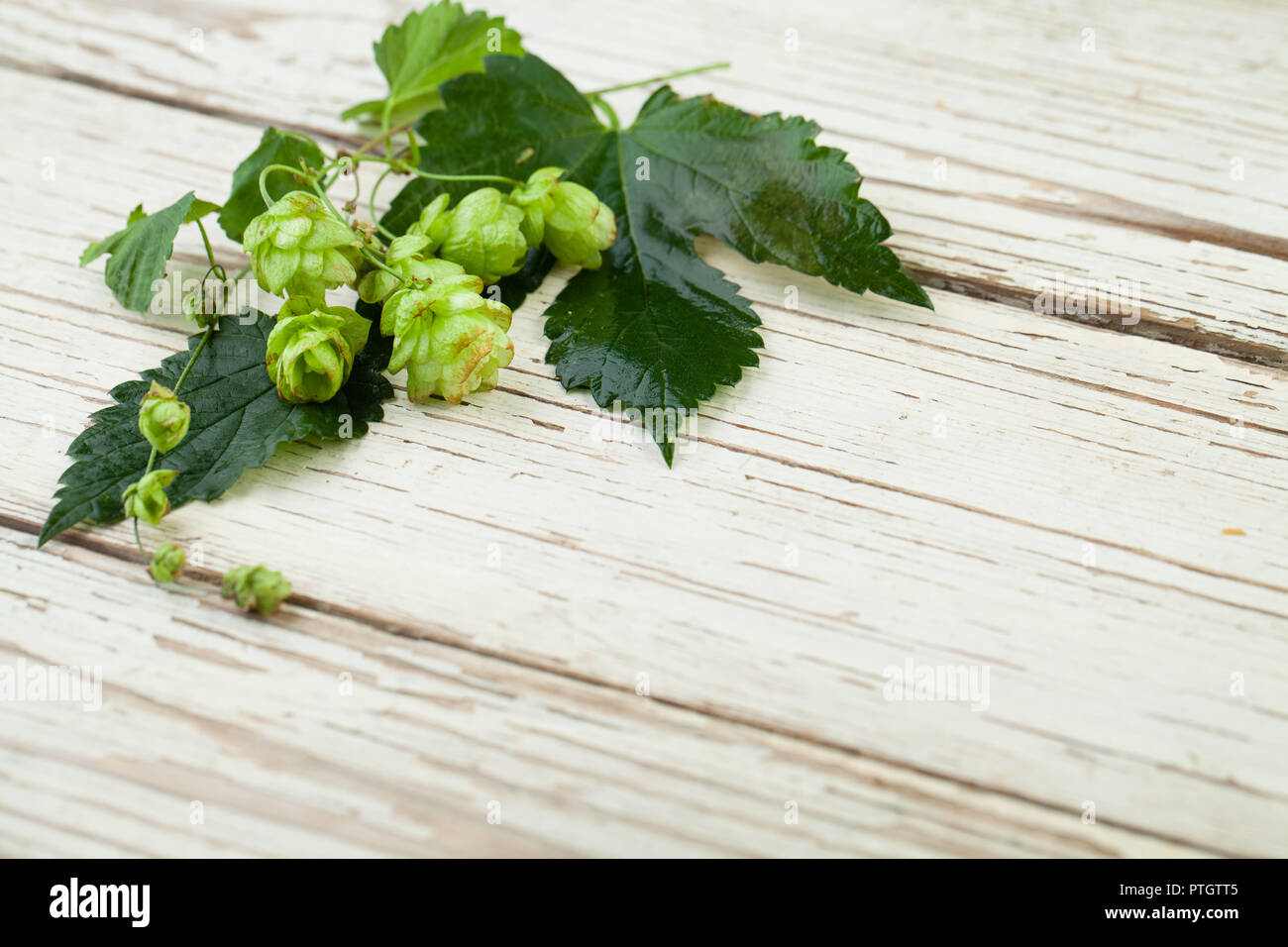 Organic hops hi-res stock photography and images - Alamy