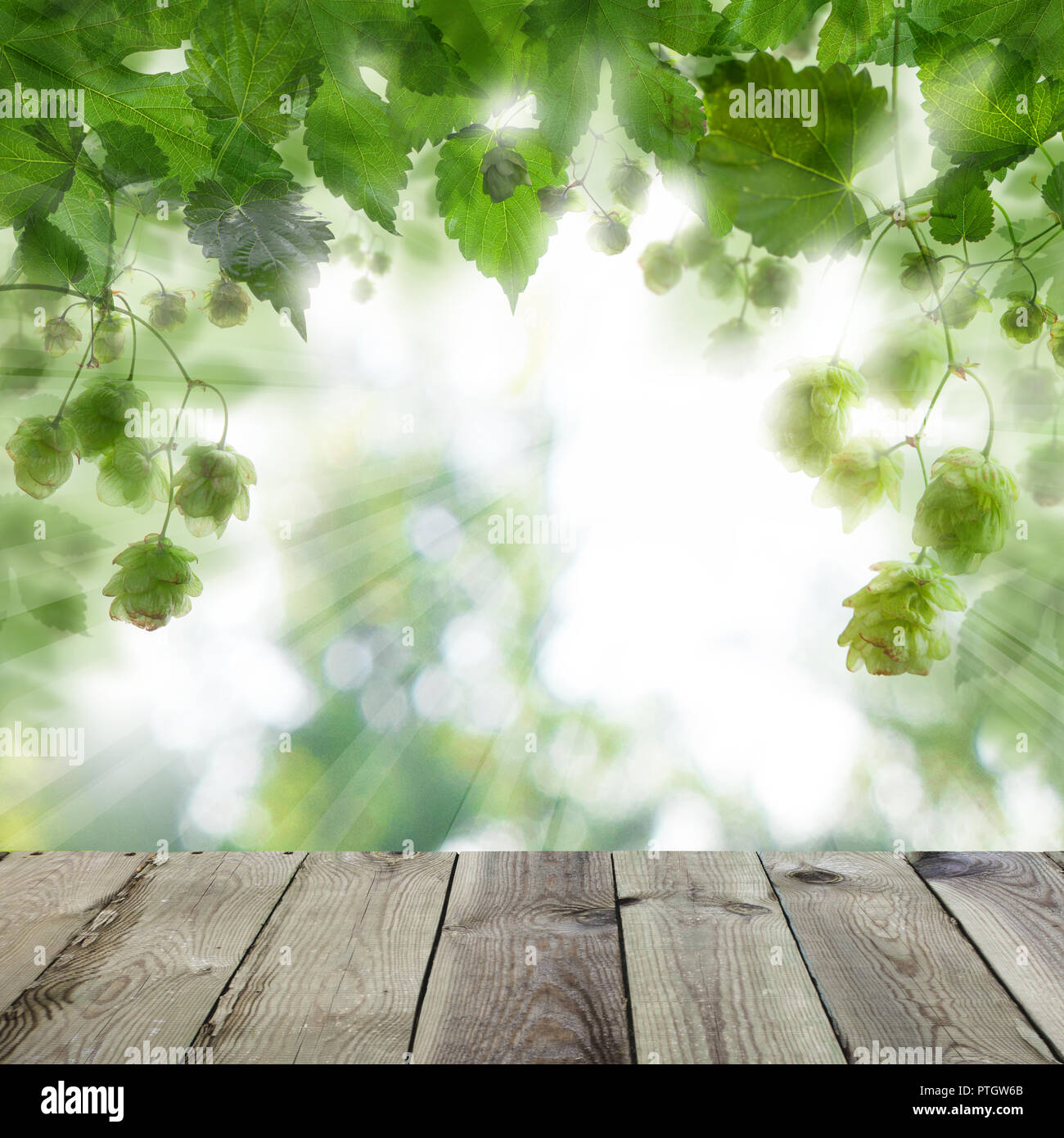Beer hops background for product placement. Green hops leaves and cones ...