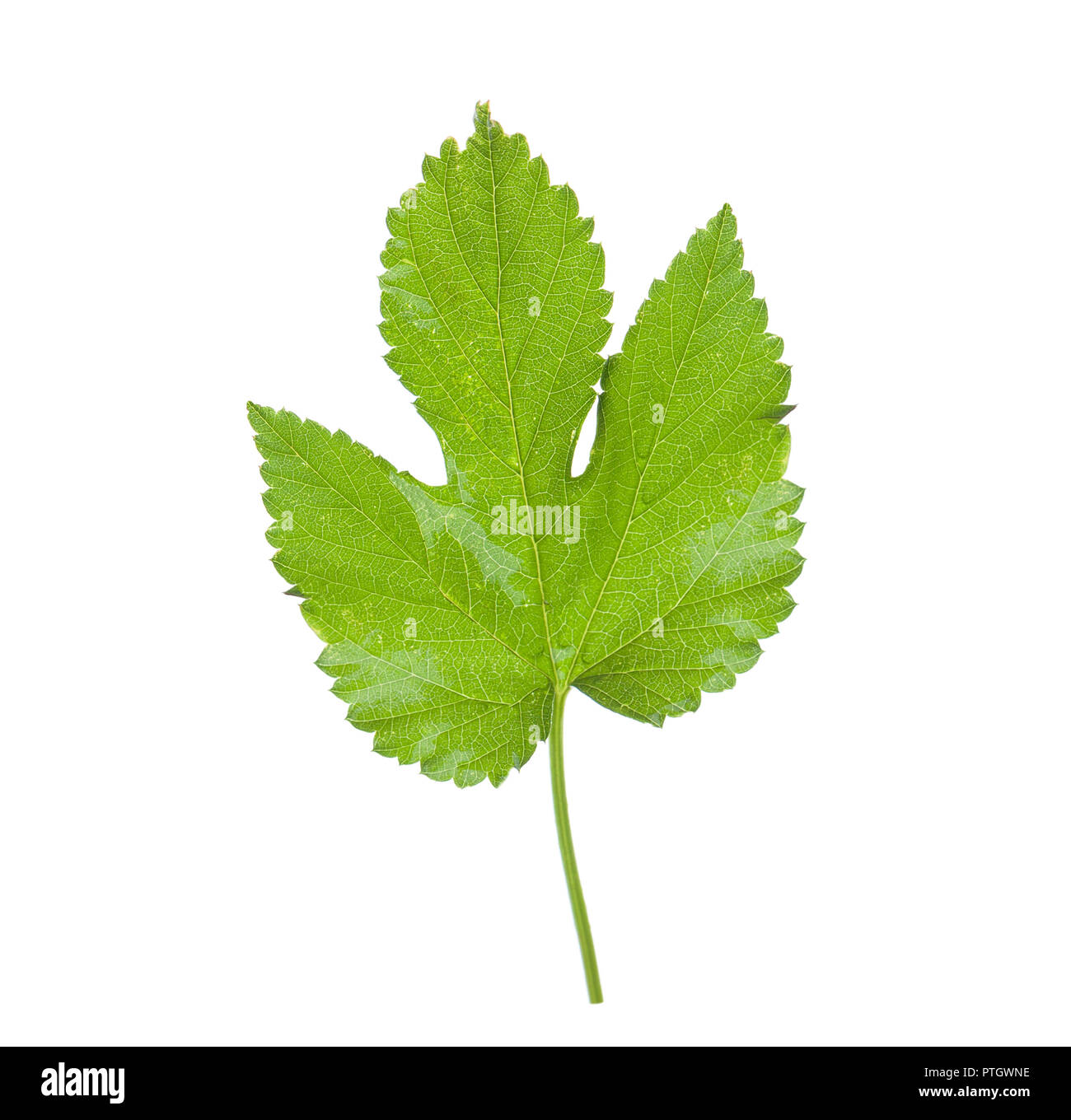 Green beer hop leaf isolated on white Stock Photo - Alamy