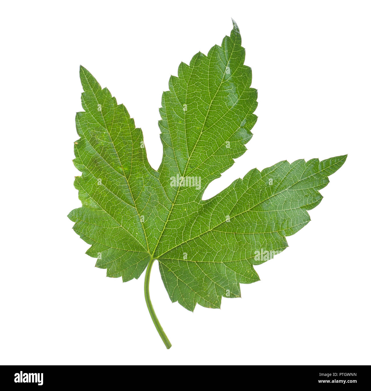 Beer hop leaf isolated on white background Stock Photo - Alamy