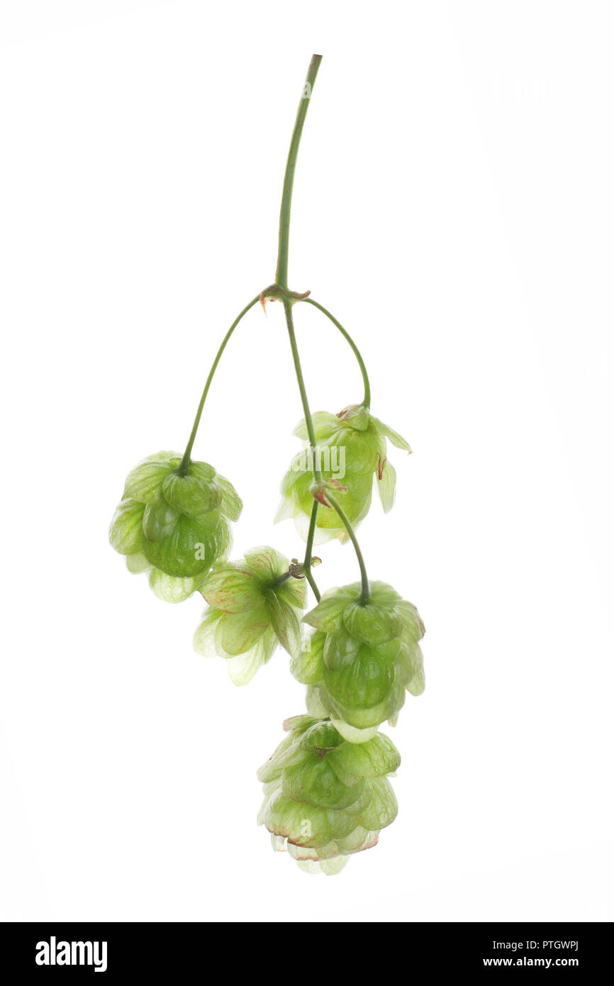 Beer hops isolated on white background Stock Photo - Alamy