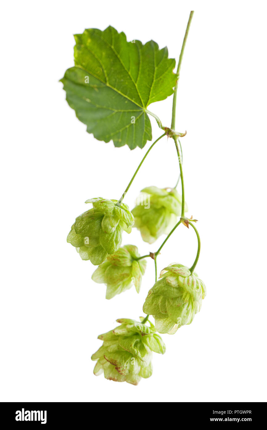 Hops isolated on white background Stock Photo - Alamy