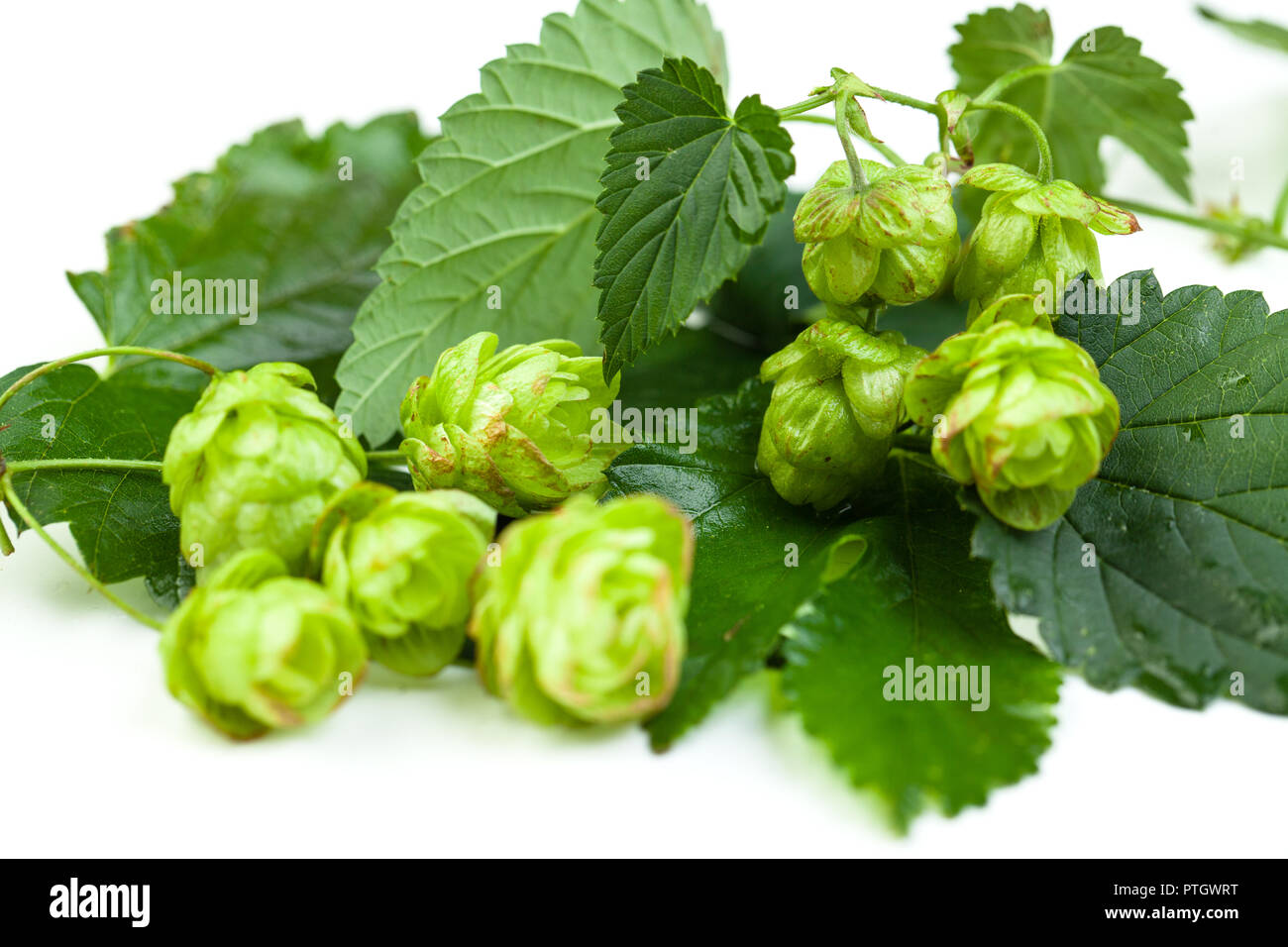 Organic hop with leaves on white background Stock Photo - Alamy