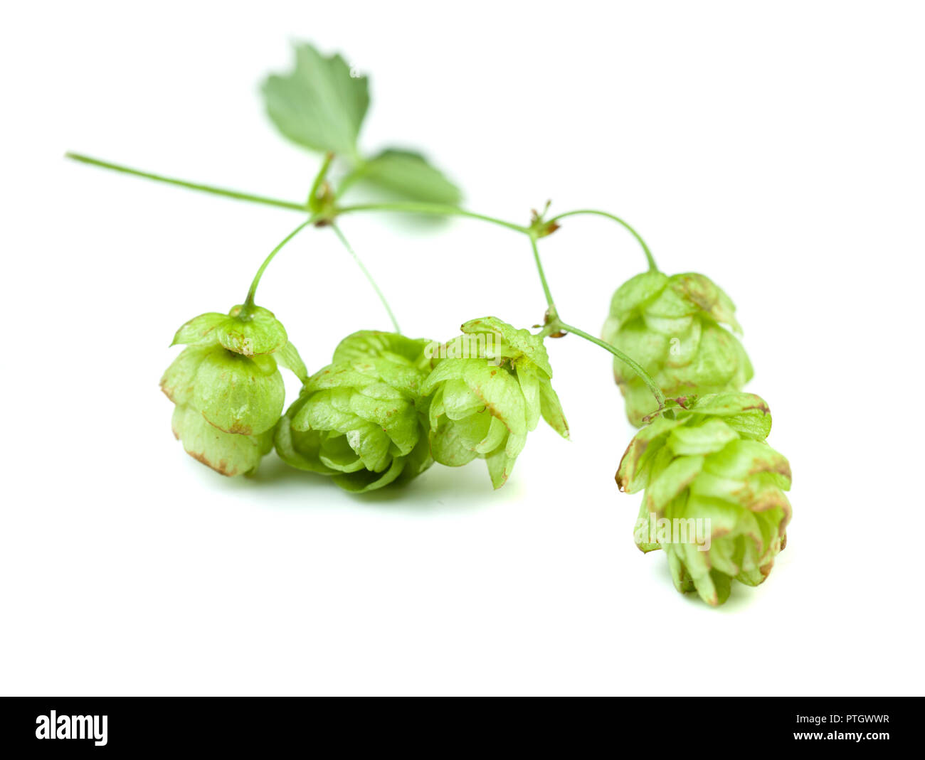 Hops plant on white background Stock Photo - Alamy
