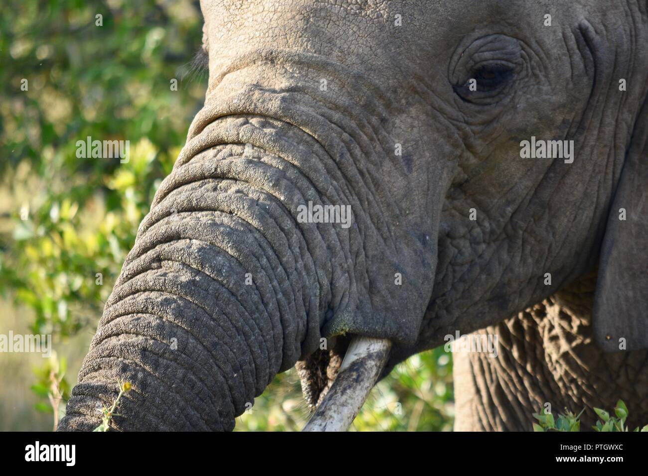 Elephant trunk up close Stock Photo - Alamy