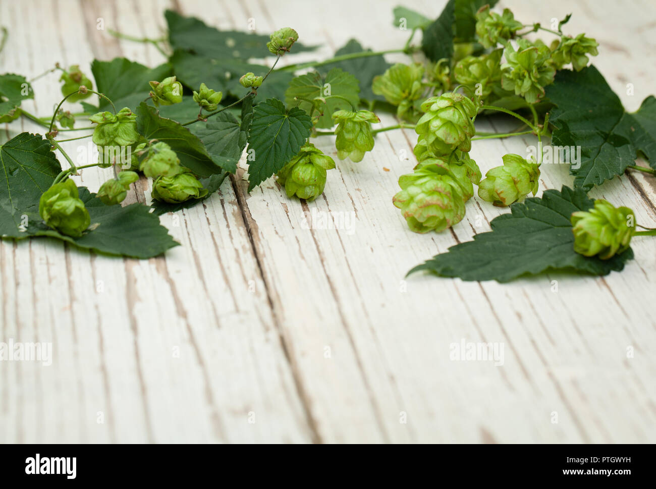 Beer hop. Hops plant on white wooden background Stock Photo - Alamy