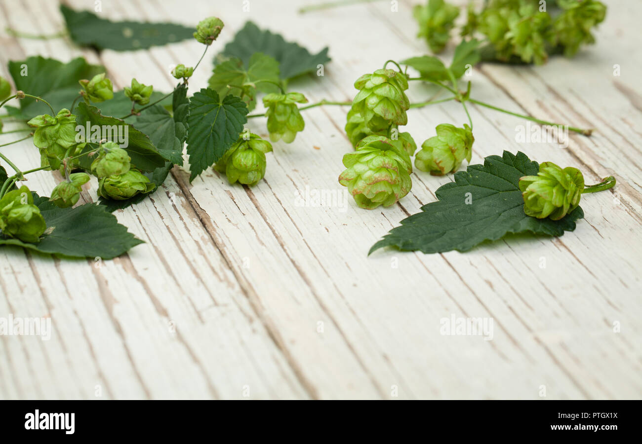 Hop plant on white wooden board background Stock Photo - Alamy