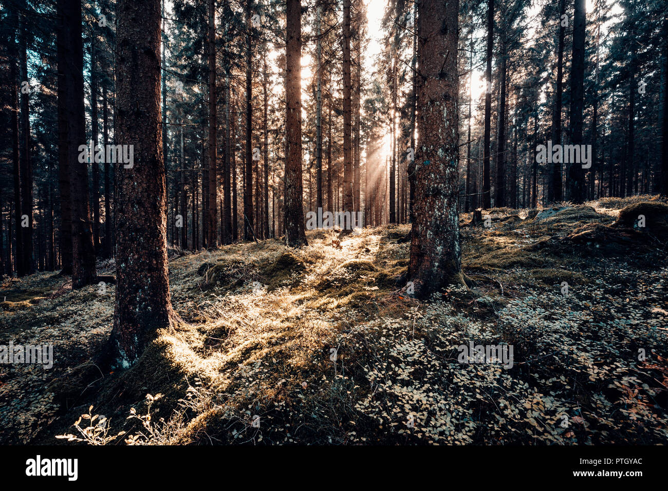 Magical forest hi-res stock photography and images - Alamy