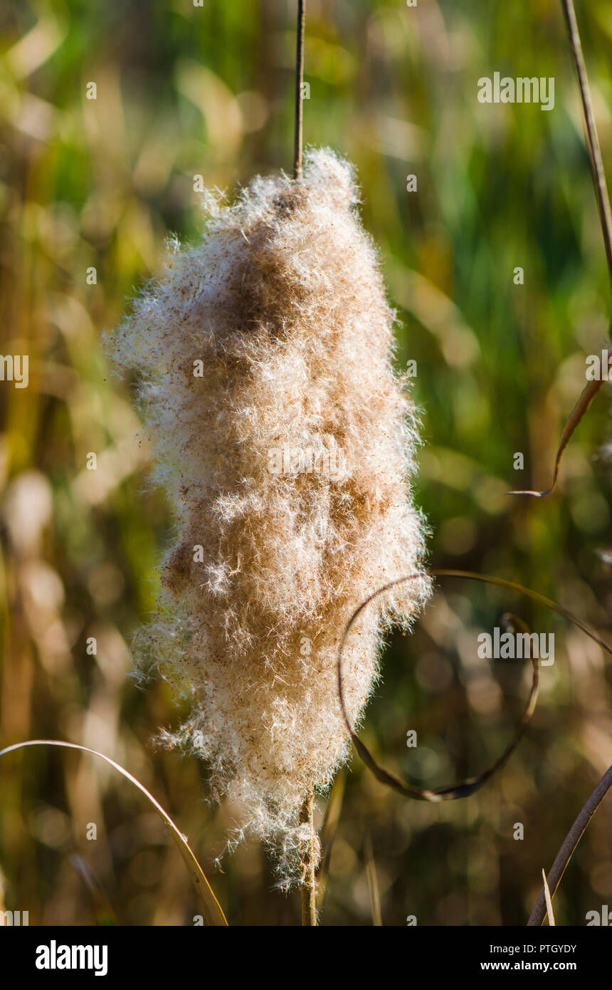 Typha Sp, Cattail, cat tail, bulrush, or reedman, fluff seeds ...