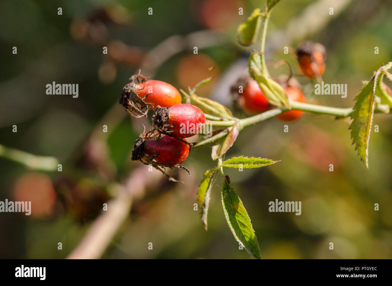 Rose seeds hi-res stock photography and images - Alamy