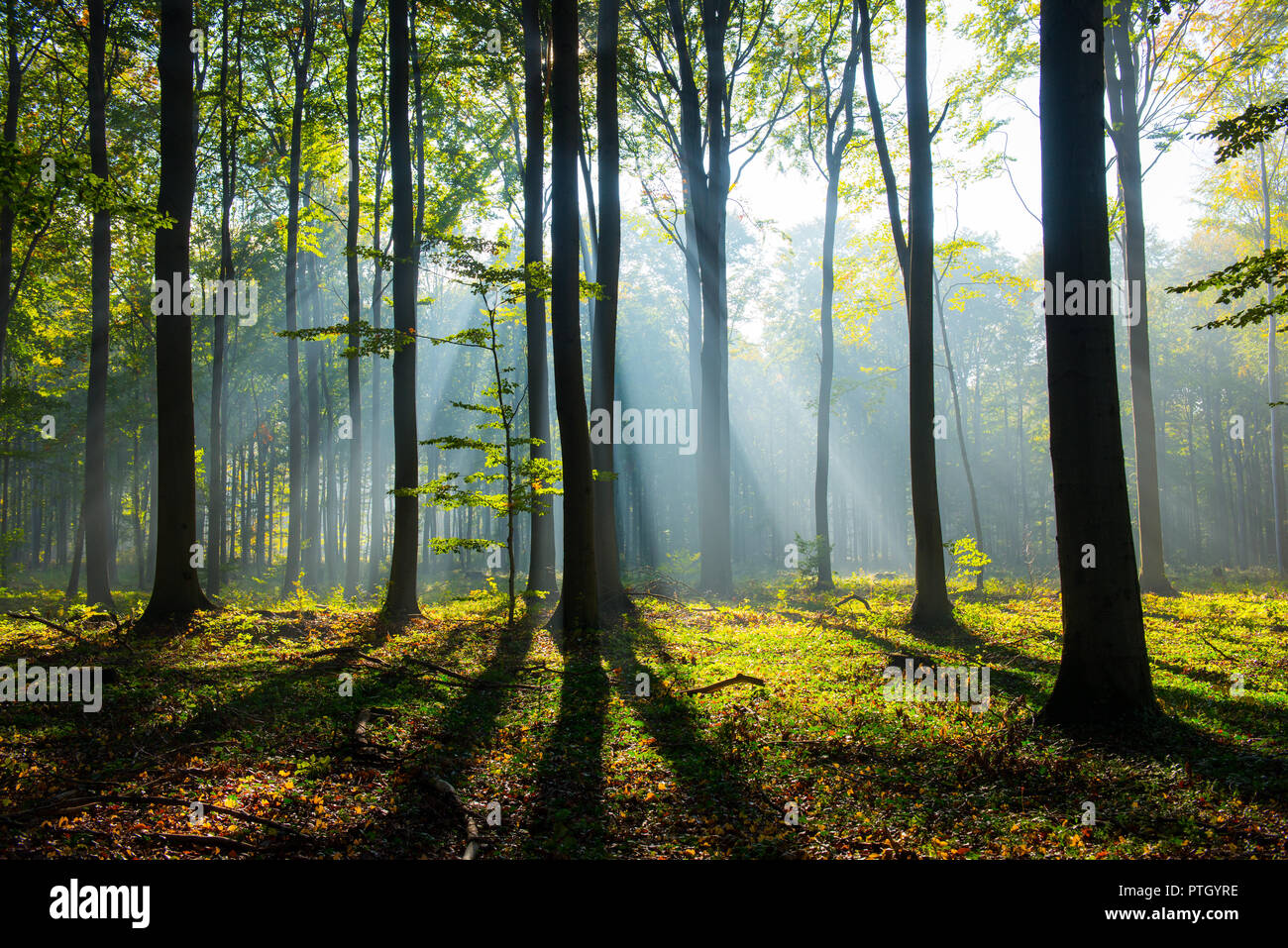 Morning in the forest Stock Photo - Alamy