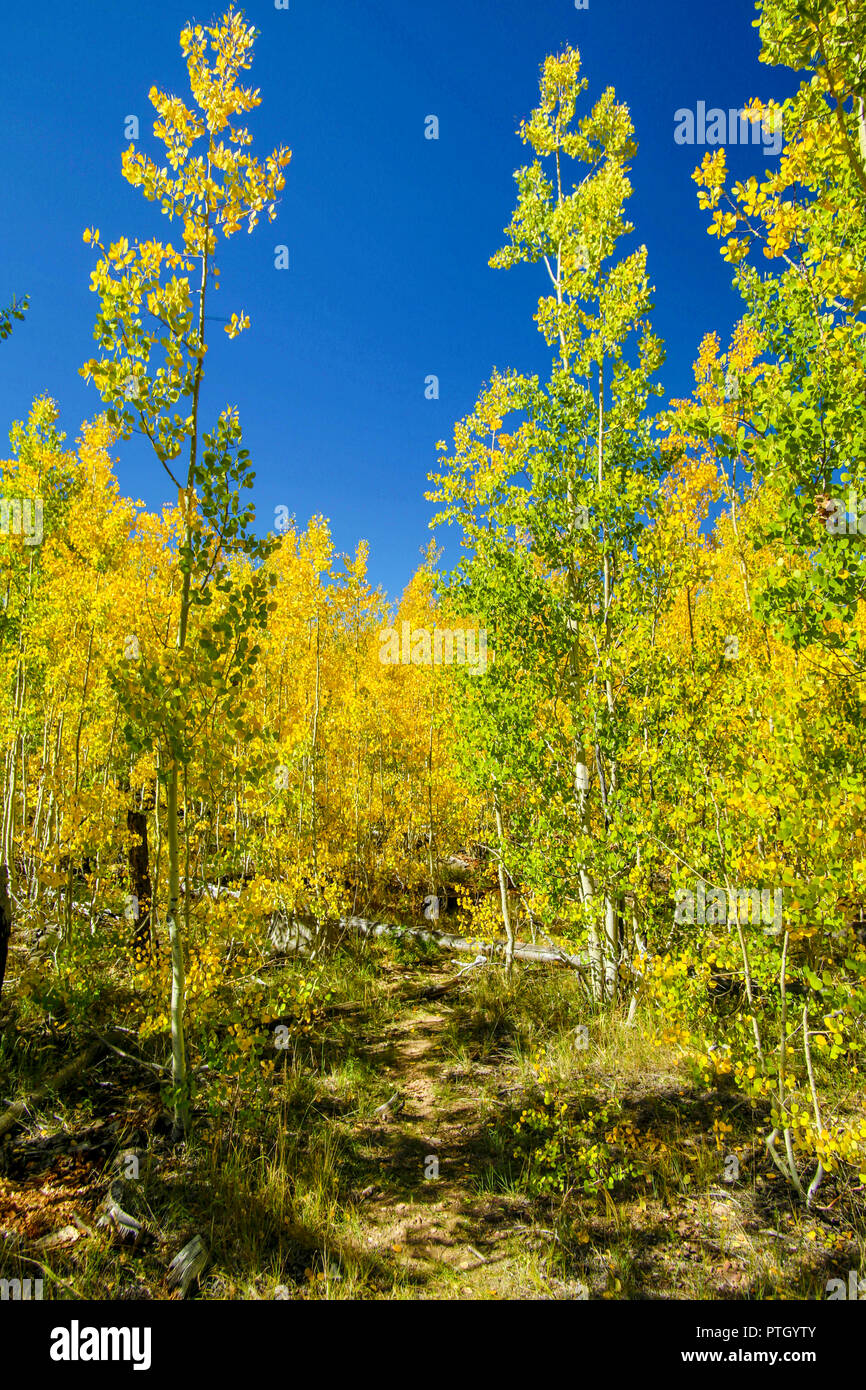 Yellow fall colors in the hills of Arizona Stock Photo - Alamy