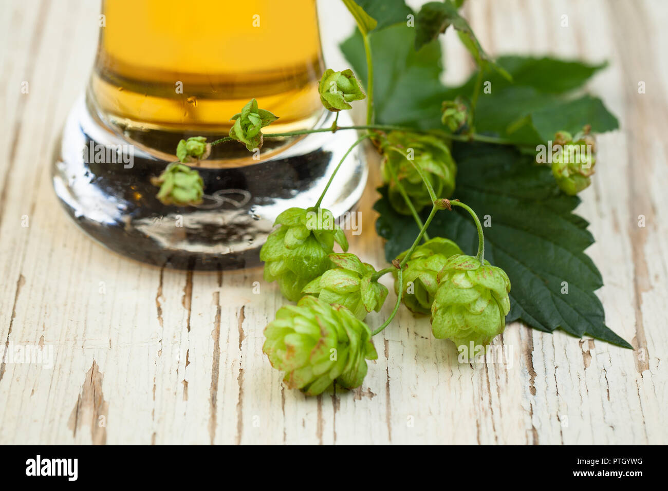 Beer and hops leaves on old white wooden texture background Stock Photo ...