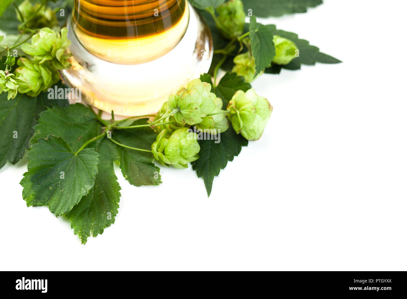 Beer glass and hops on white with copy space Stock Photo - Alamy