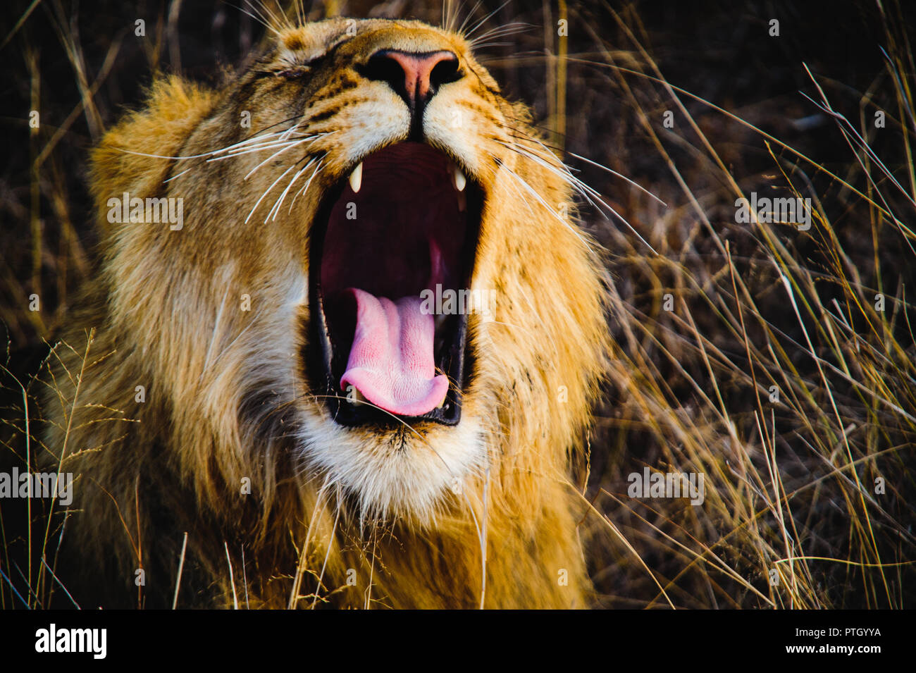 South Africa closeup of a lion screaming on savannah. Kapama private ...