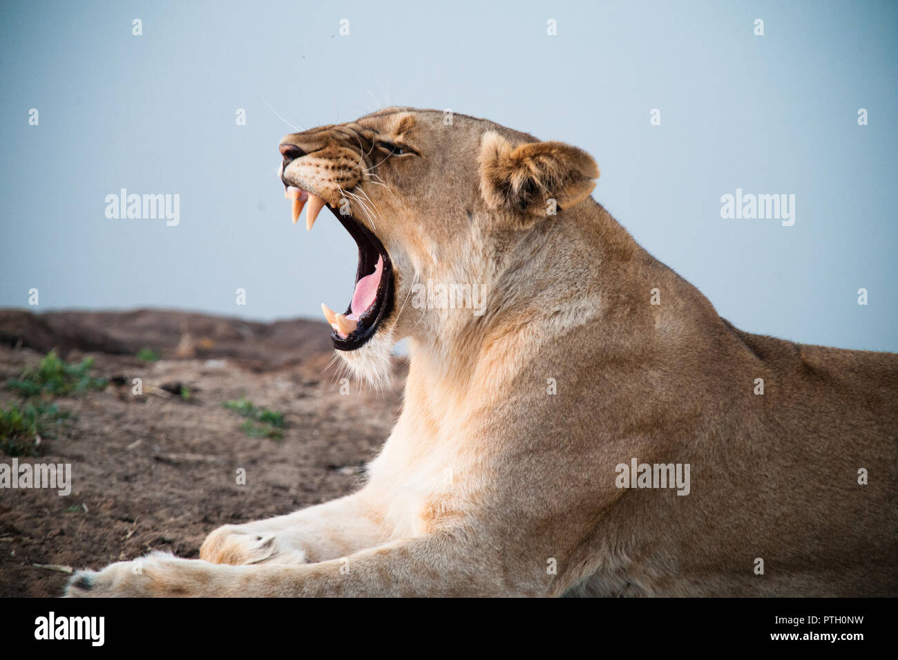 South Africa closeup of a lioness screaming on savannah at dusk. Kapama ...