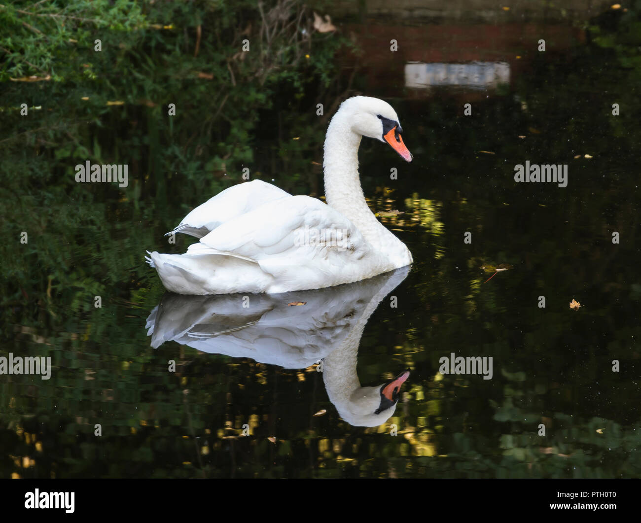 Perfect Side View Of Swan High Resolution Stock Photography and Images ...