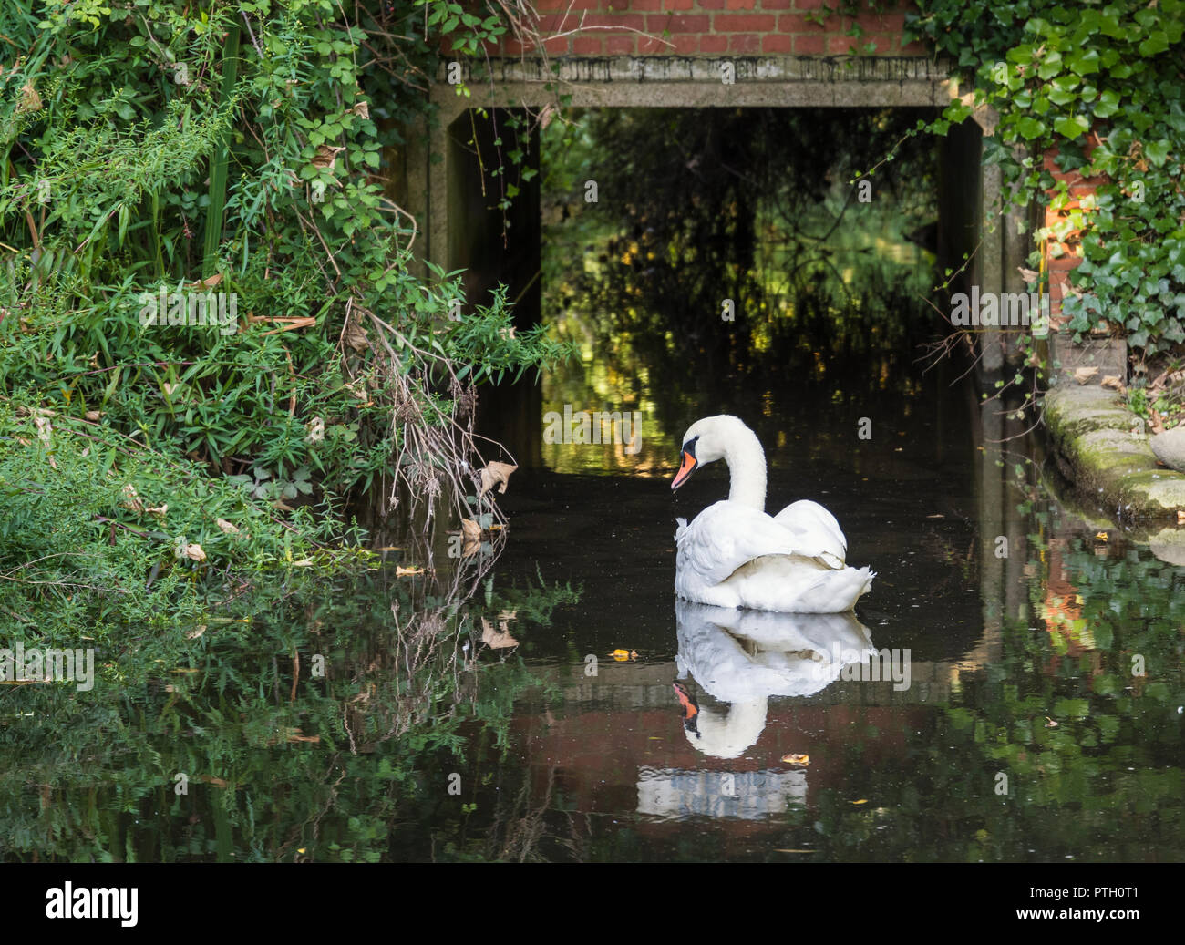 Swan swimming under tunnel hi-res stock photography and images - Alamy