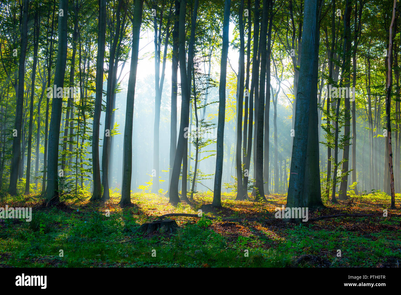 Morning in the forest Stock Photo - Alamy
