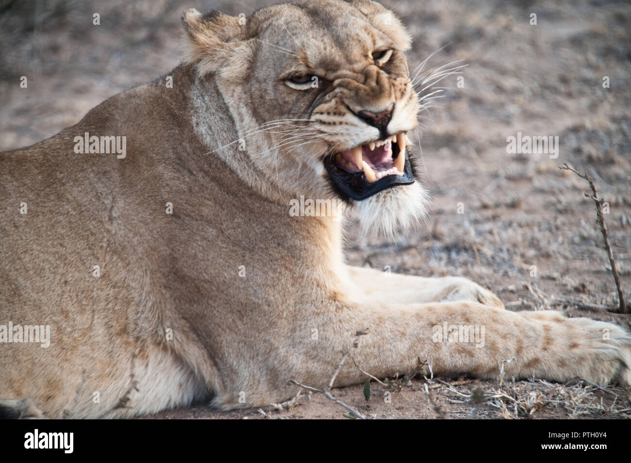 South Africa closeup of a lioness screaming on savannah at dusk. Kapama ...
