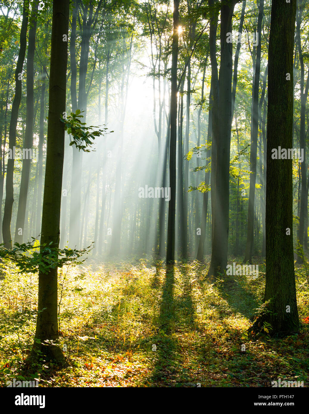 Morning in the forest Stock Photo - Alamy