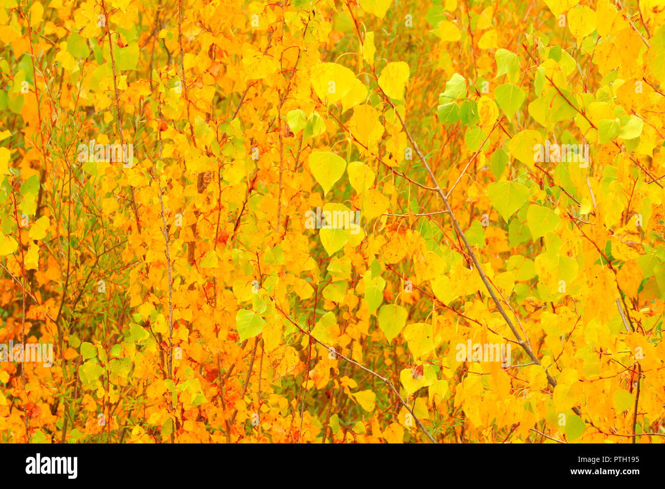 Golden leaves tree hi-res stock photography and images - Alamy