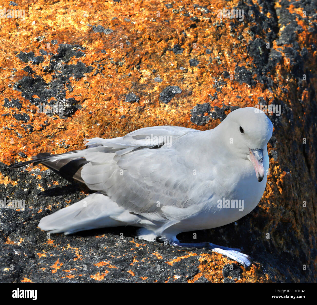 Stercorarius antarctica antarctica hi-res stock photography and images - Alamy