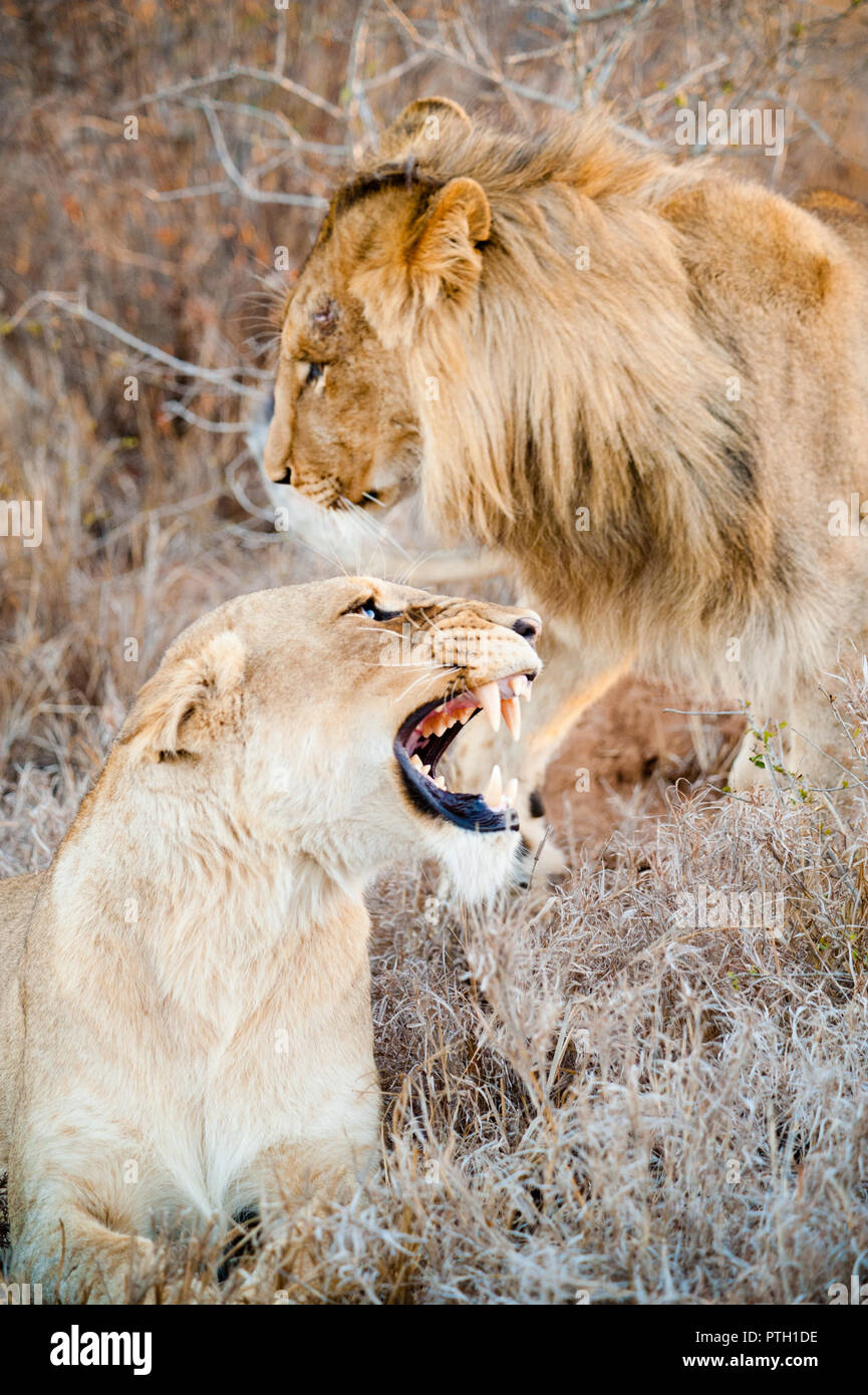 Lion and lioness couple screaming on savannah inside a South Africa ...