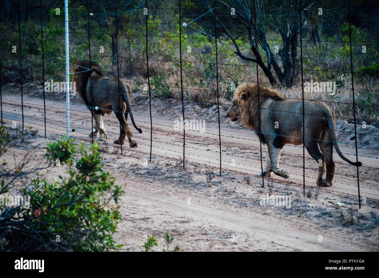 South Africa male lions beside a protection fence inside Kapama private ...