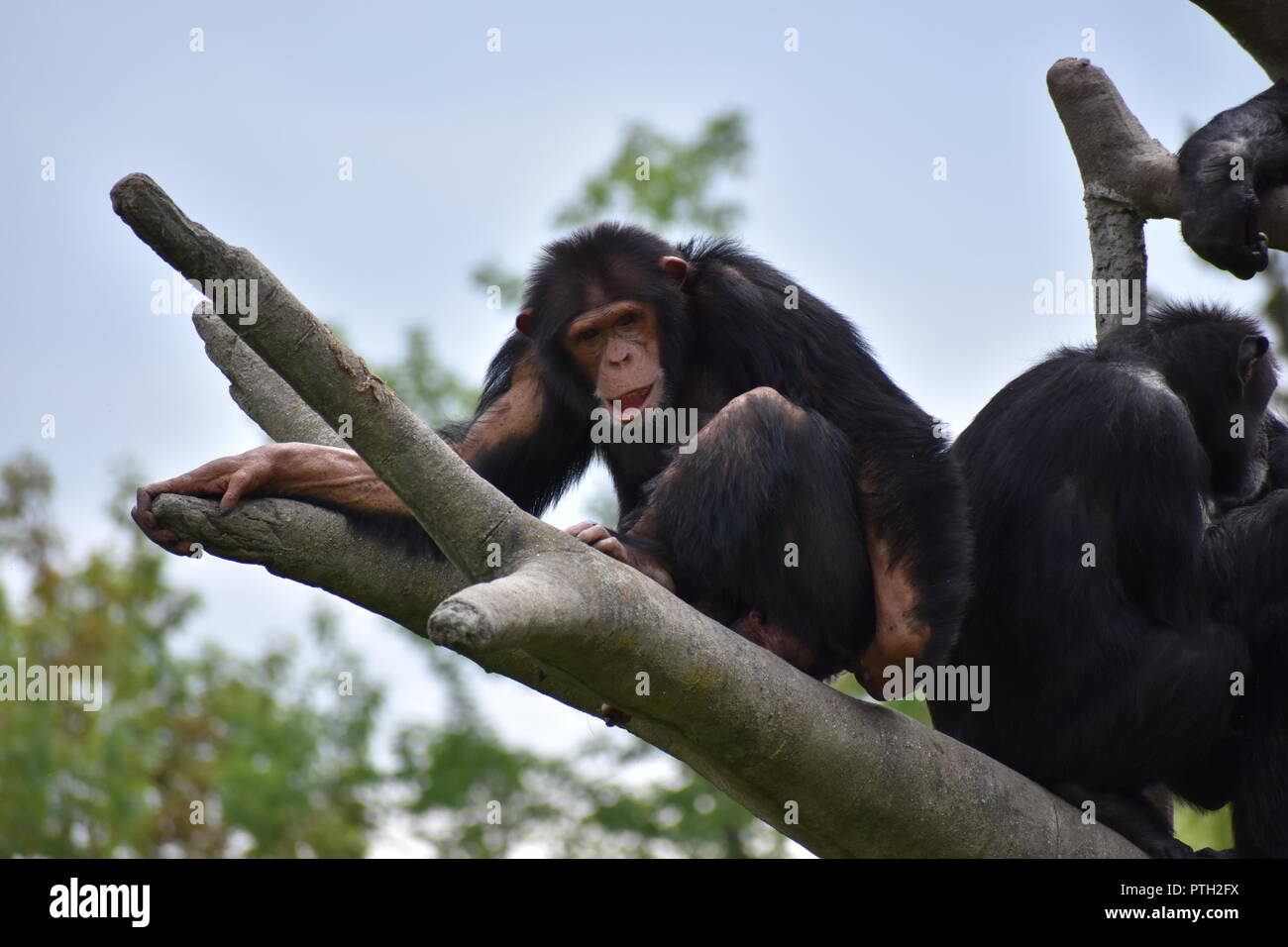 This is a picture I captured of a chimp at the Detroit Zoo Stock Photo ...